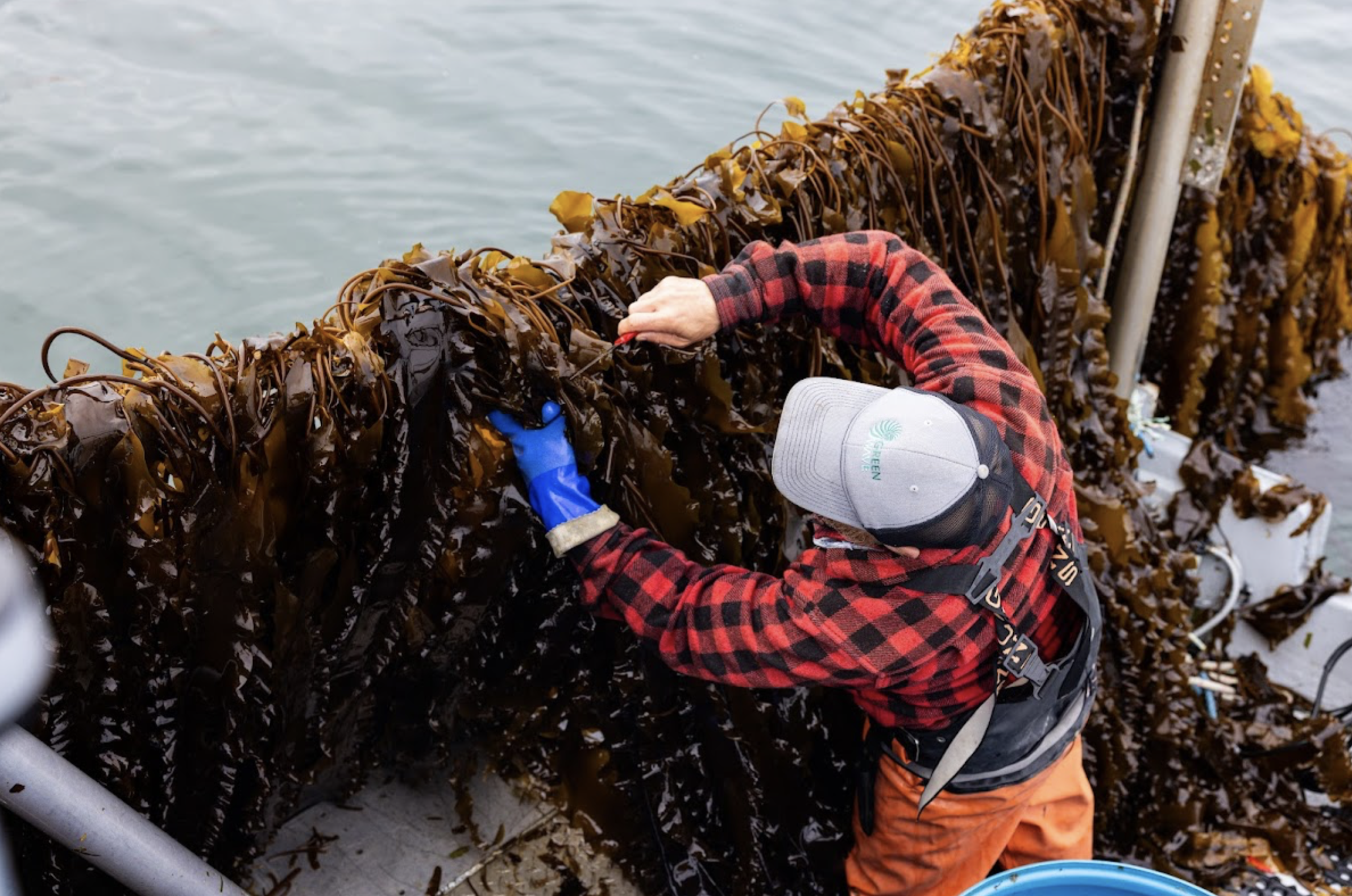 GreenWave - Regenerative Ocean Farming Hub